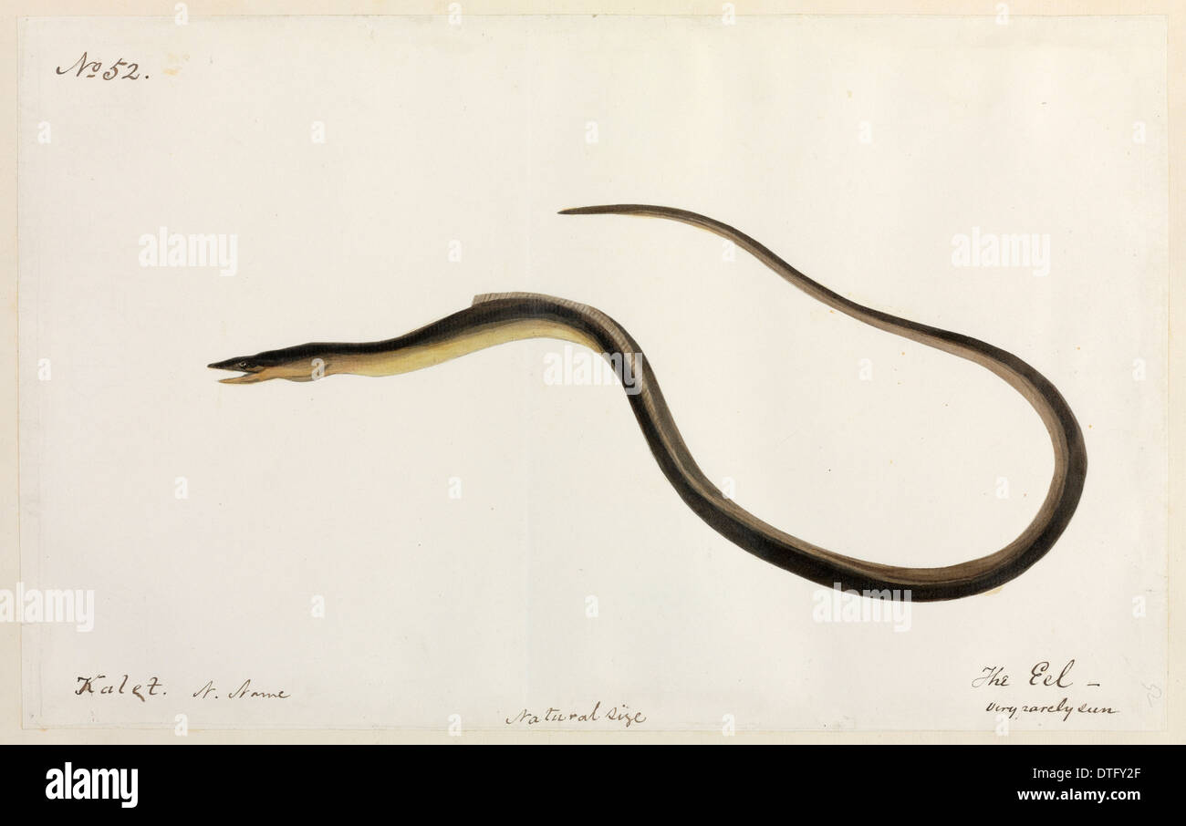 Australian Eel High Resolution Stock Photography and Images - Alamy