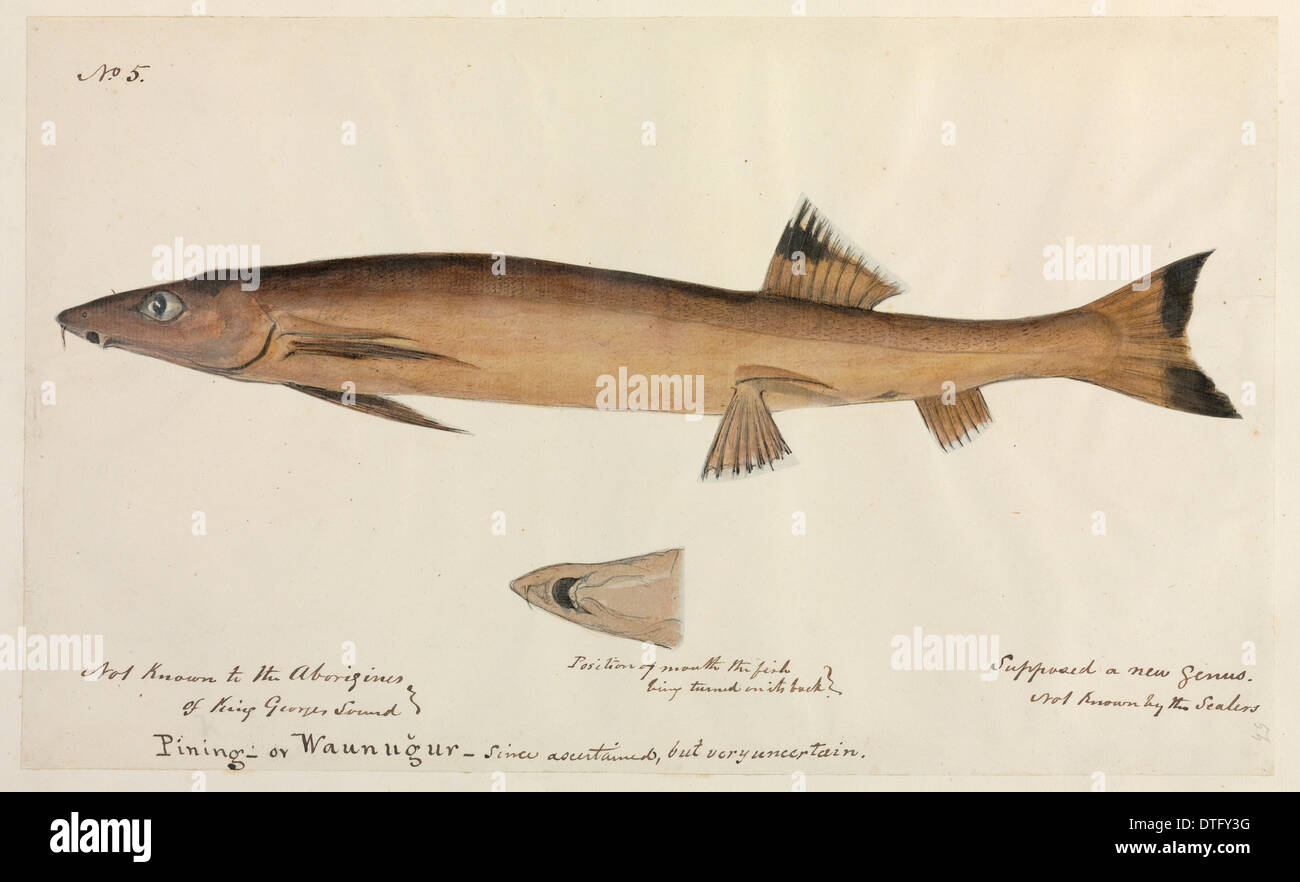 Australian native fishes hi-res stock photography and images - Alamy