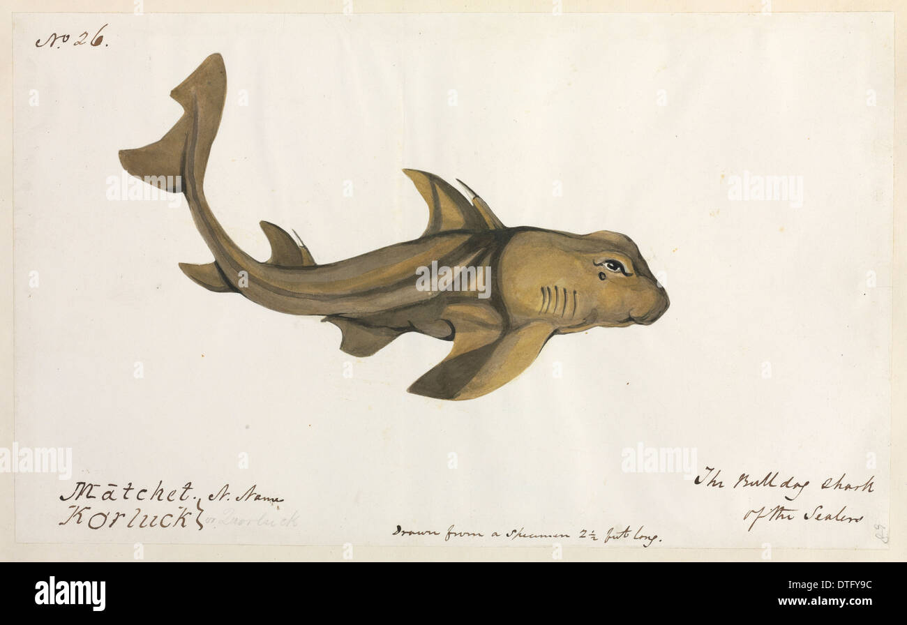 Bulldog fish hi-res stock photography and images - Alamy