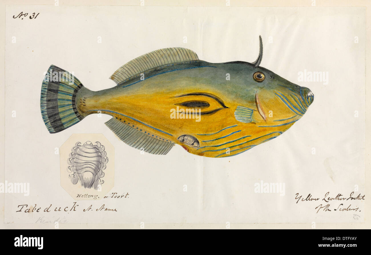 Leatherjacket fishes hi-res stock photography and images - Alamy