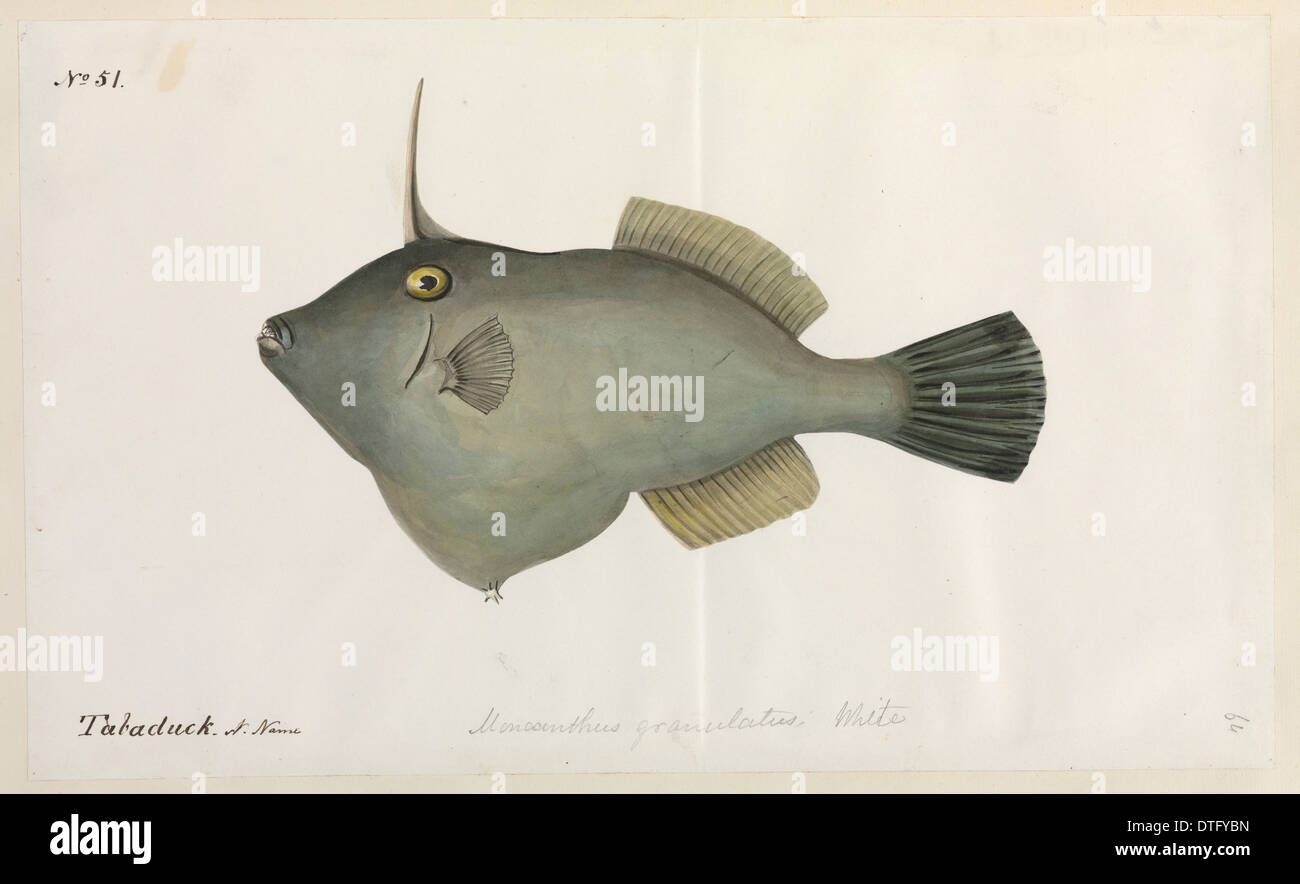 Robert neill fish hi-res stock photography and images - Alamy