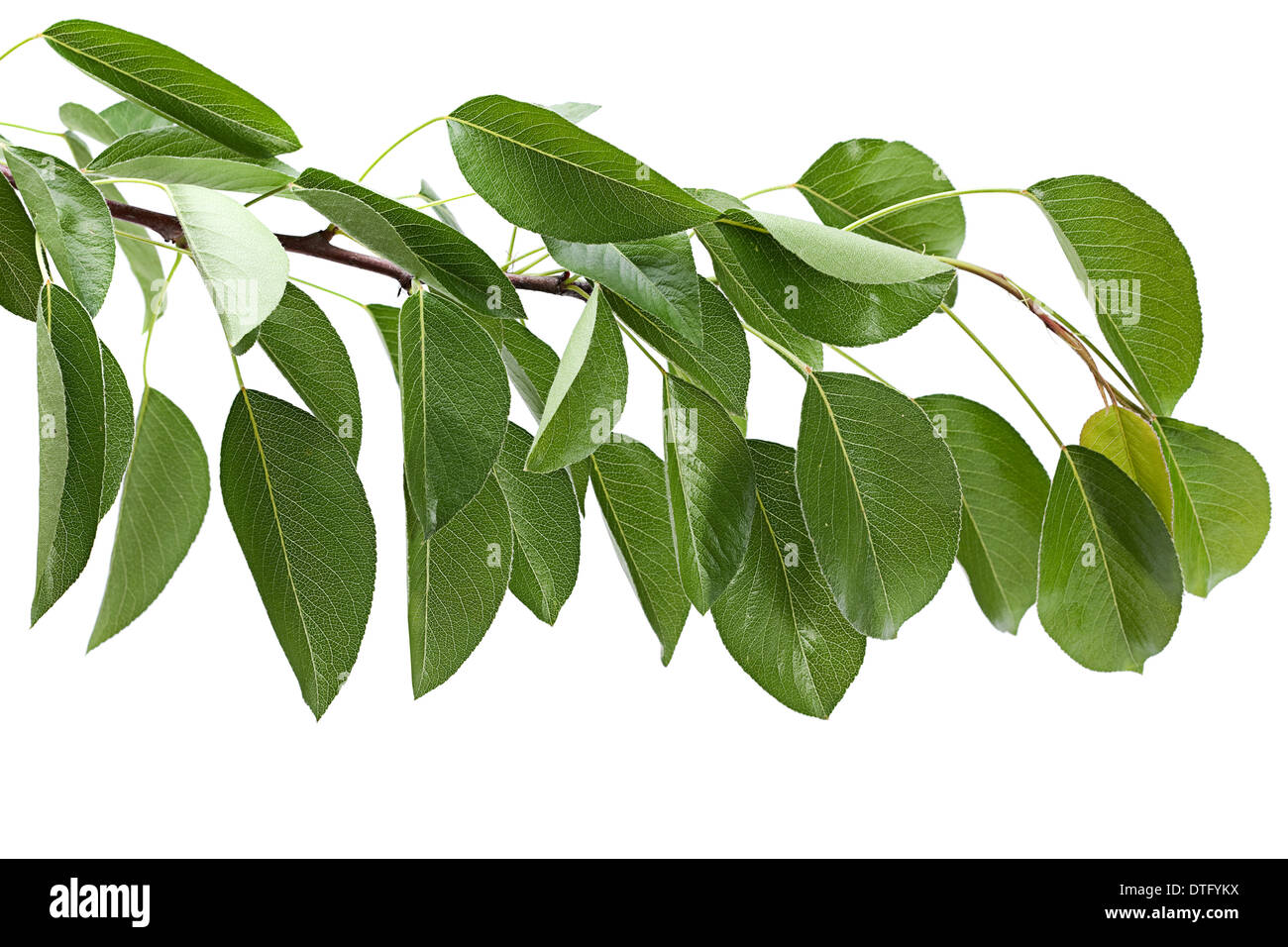 Green cherry tree leaf Cut Out Stock Images & Pictures - Alamy