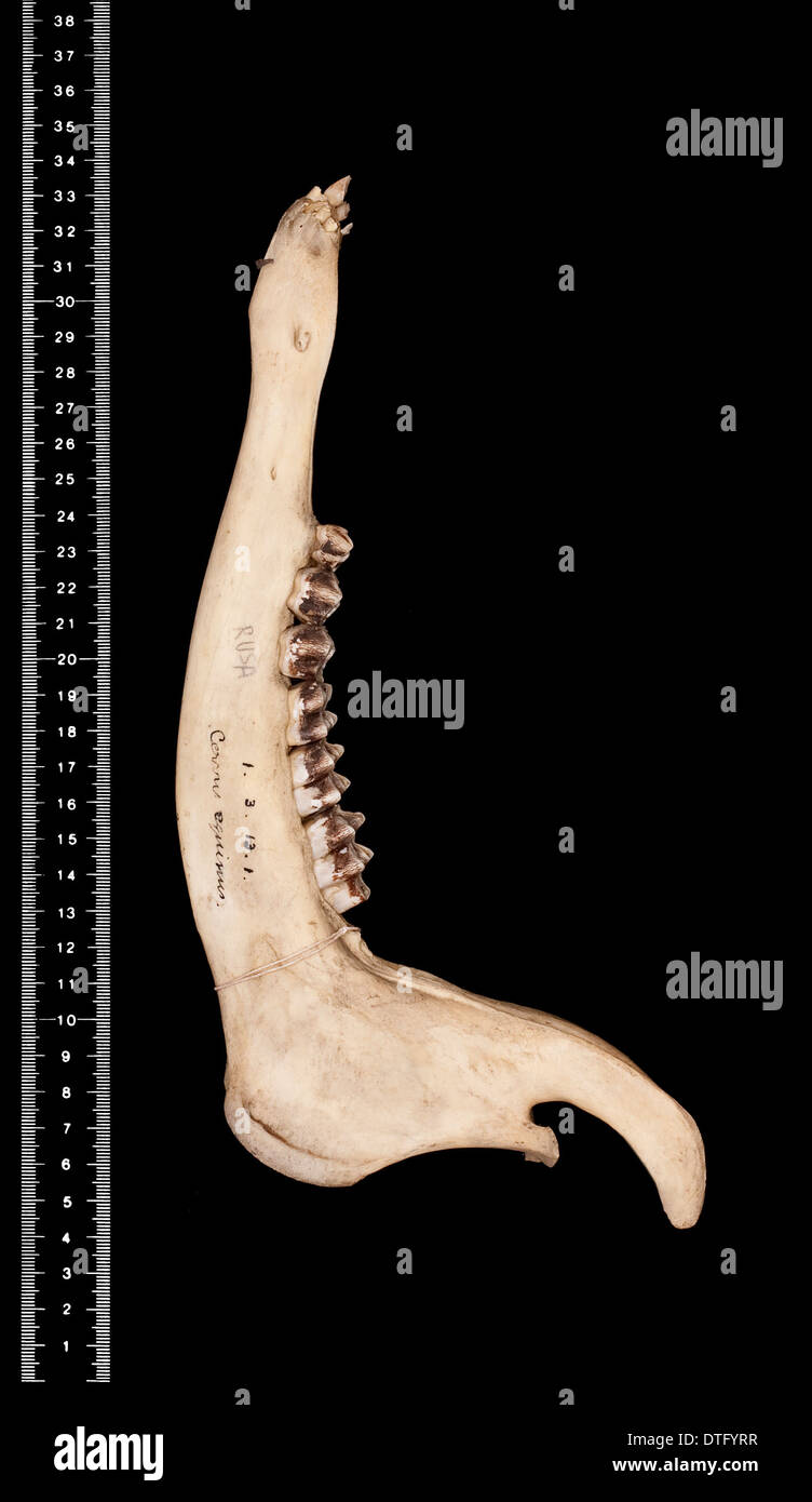 Cervus unicolor brookei Stock Photo - Alamy