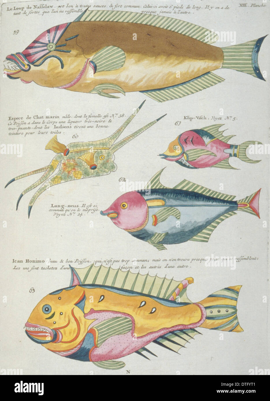 Colourful illustration of five fish Stock Photo - Alamy