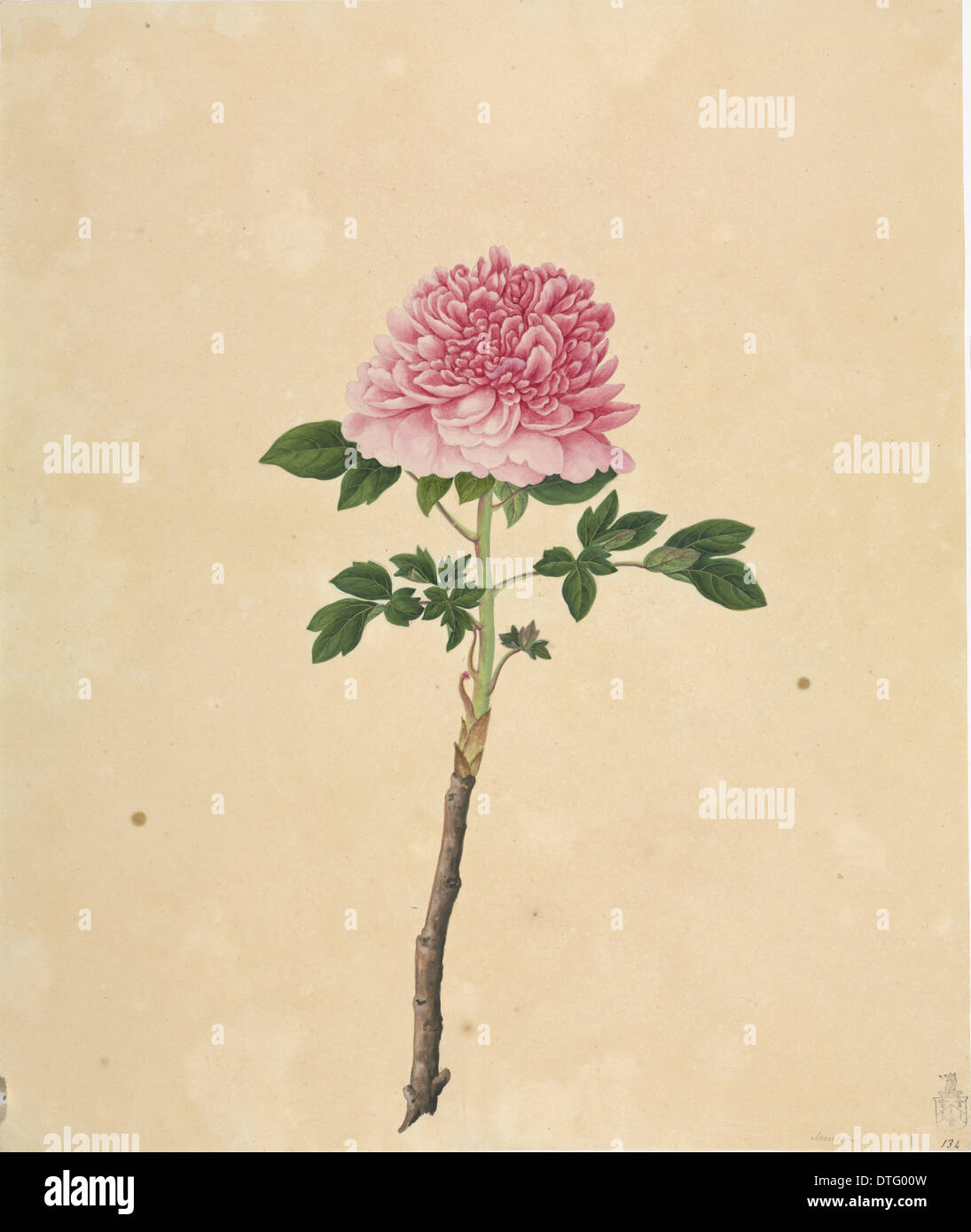 Moutan paeony hi-res stock photography and images - Alamy