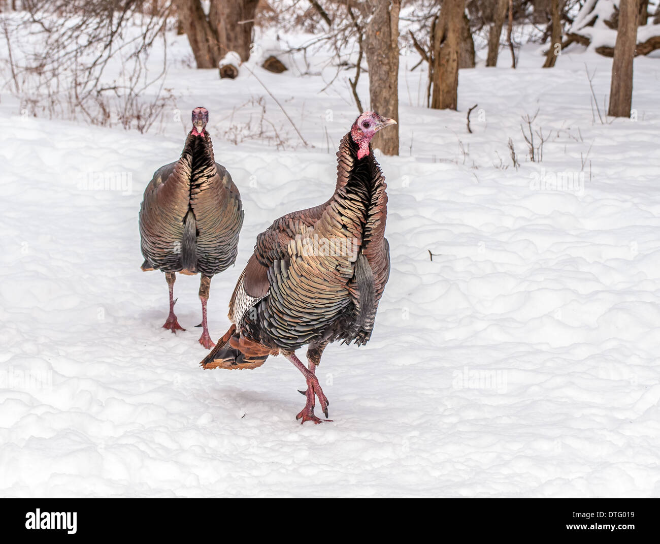 Turkey jake hi-res stock photography and images - Alamy
