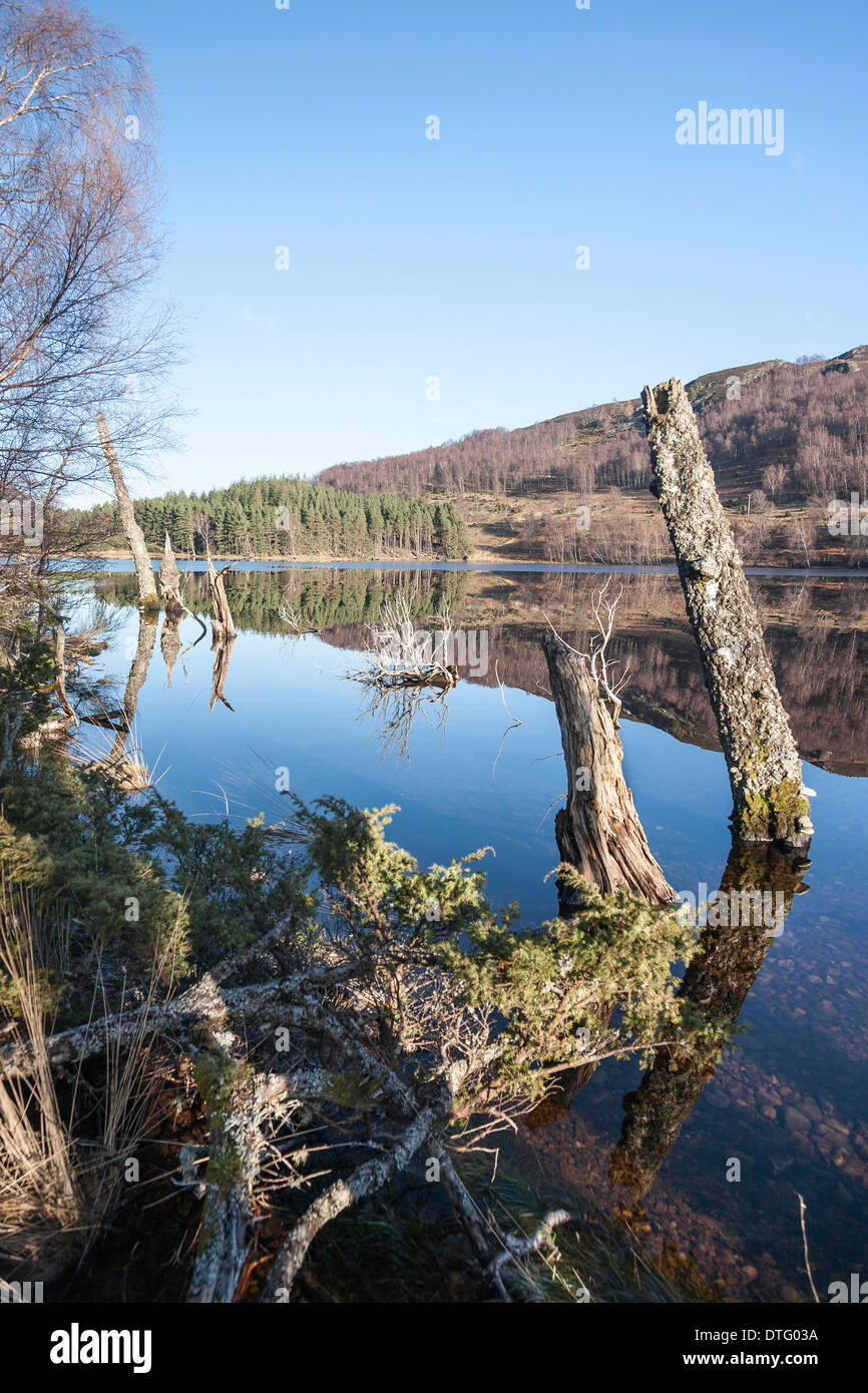 National tree of scotland hi-res stock photography and images - Alamy