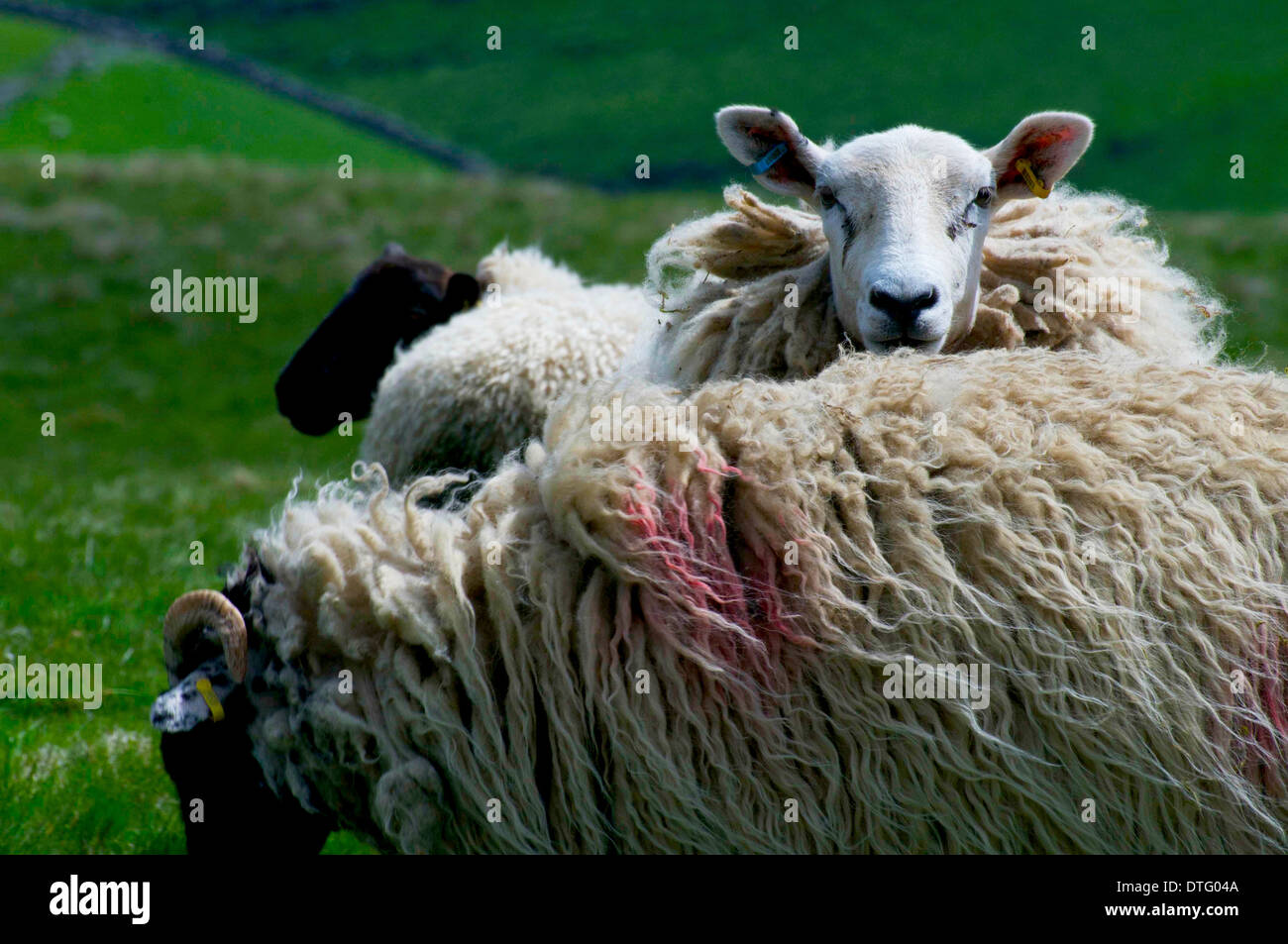 Sheep yorkshire dales hi-res stock photography and images - Alamy