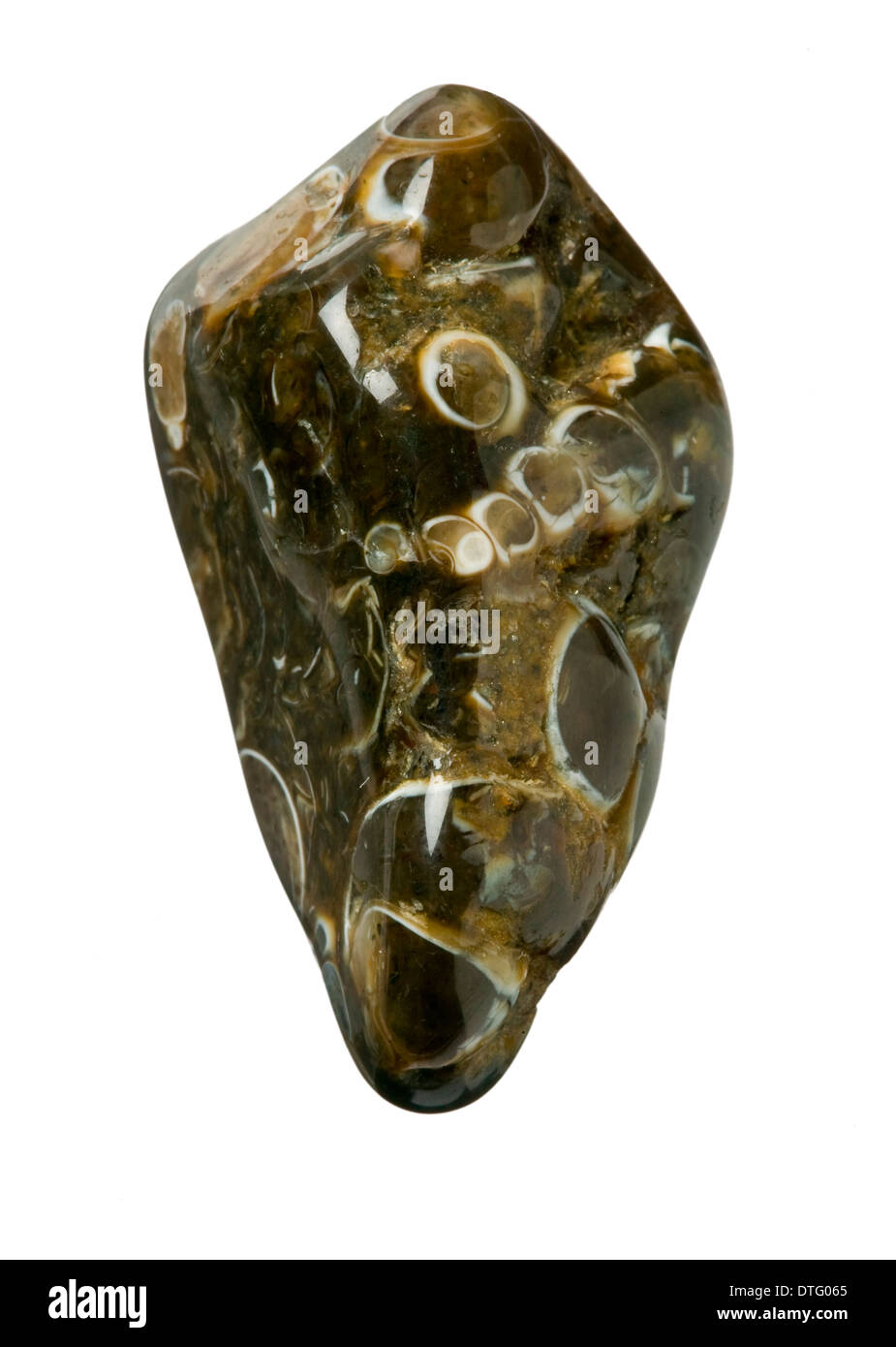 Turritella hi-res stock photography and images - Alamy