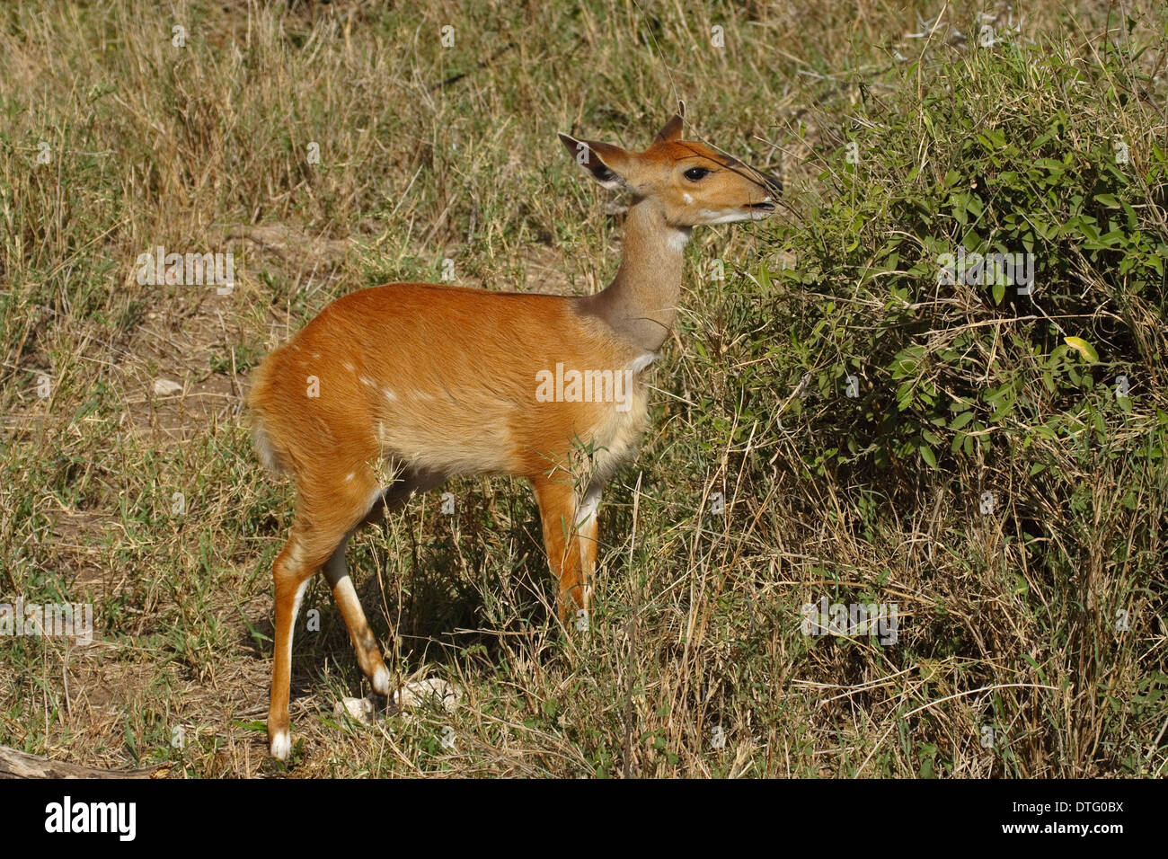 Bushbuck tragelaphus scriptus eating hi-res stock photography and ...