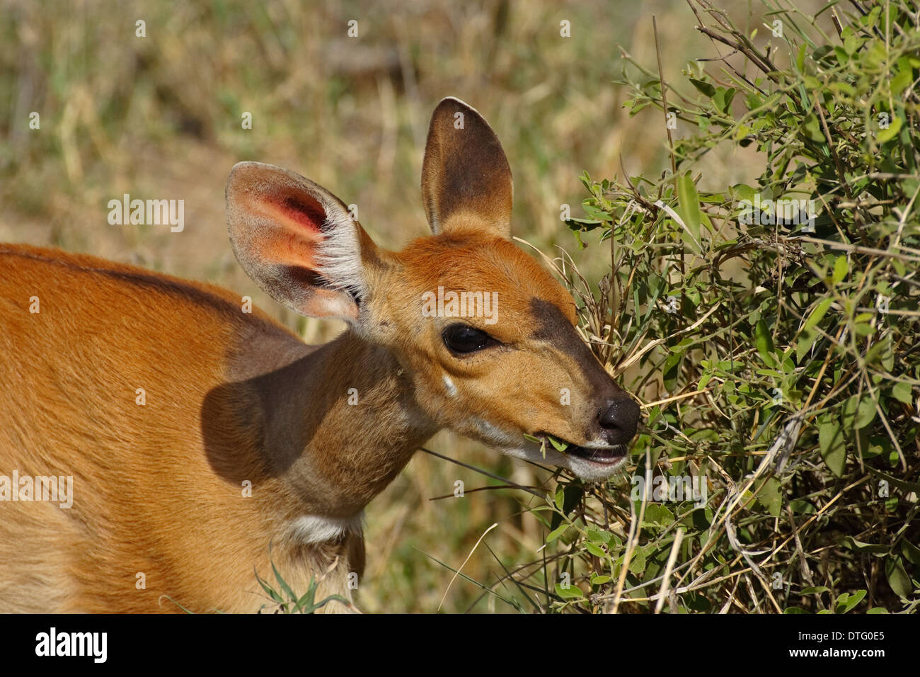 Bushbuck (Tragelaphus scriptus) eating leaves Stock Photo - Alamy