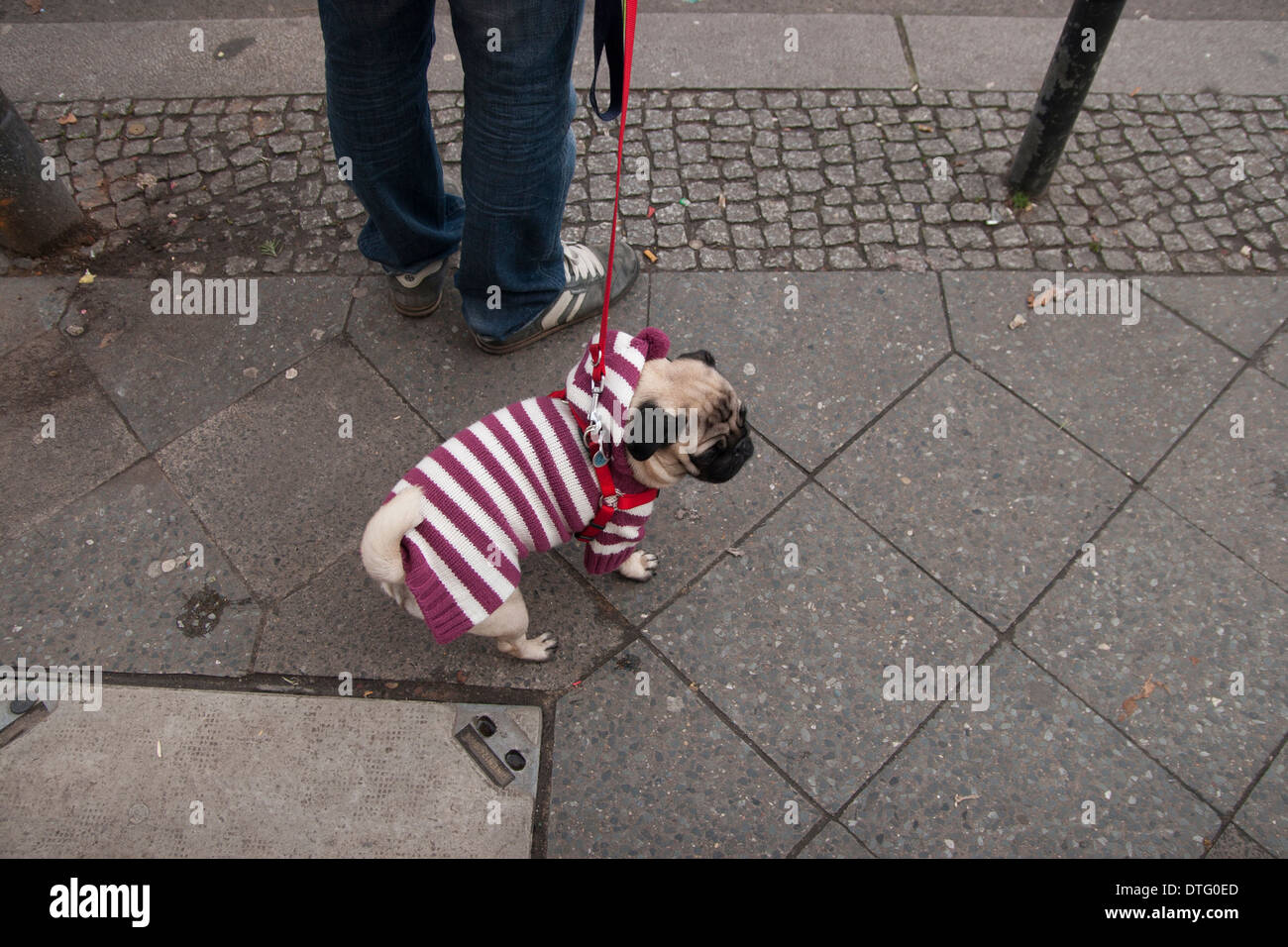 Carlin dog hi-res stock photography and images - Alamy