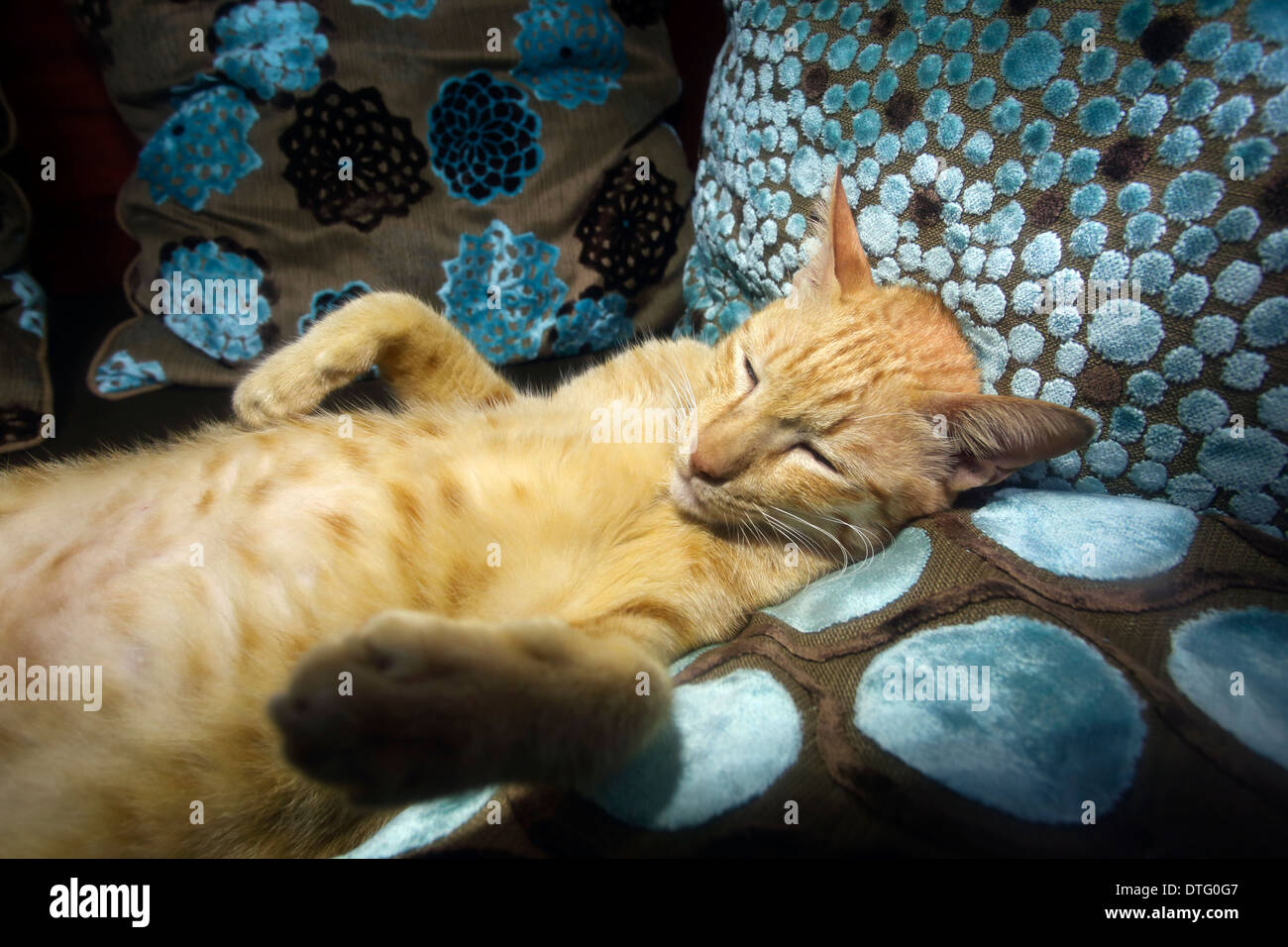 Cat sleeping bed hi-res stock photography and images - Alamy