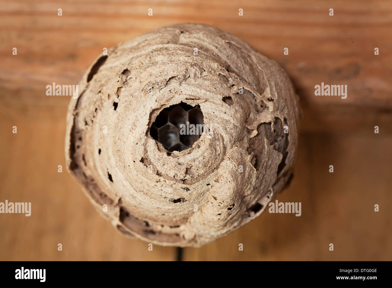 Paper wasp nest hi-res stock photography and images - Alamy
