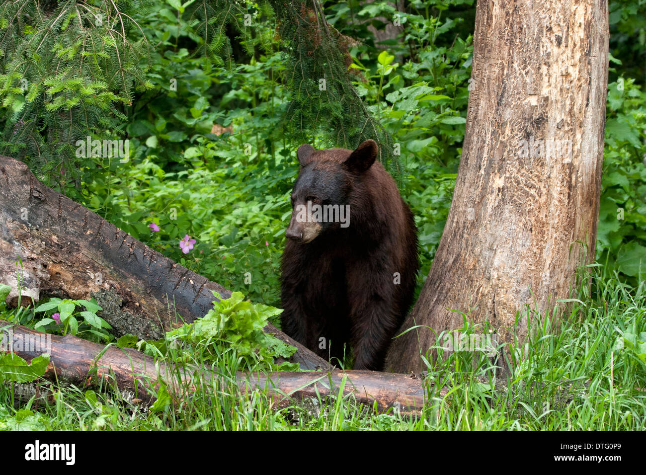 Brown phase black bear coming out of the woods Stock Photo - Alamy