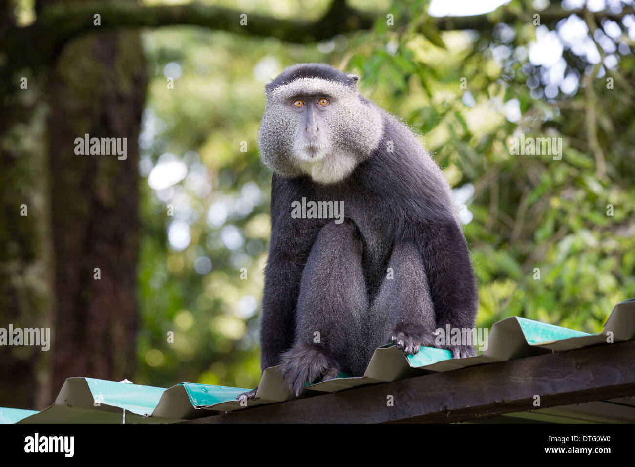 Blue monkey hi-res stock photography and images - Alamy