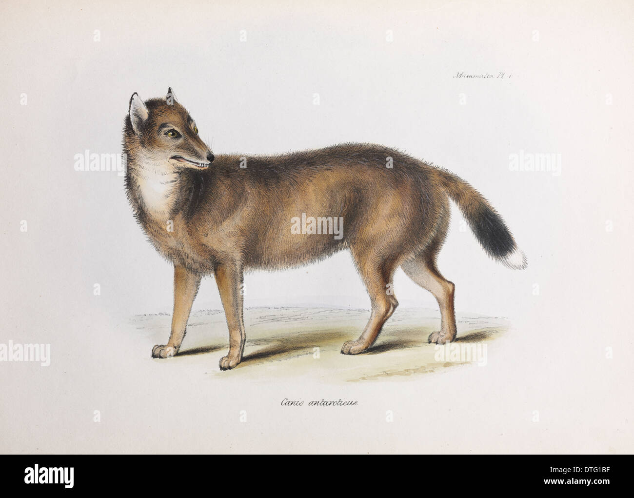 Falkland islands fox hi-res stock photography and images - Alamy