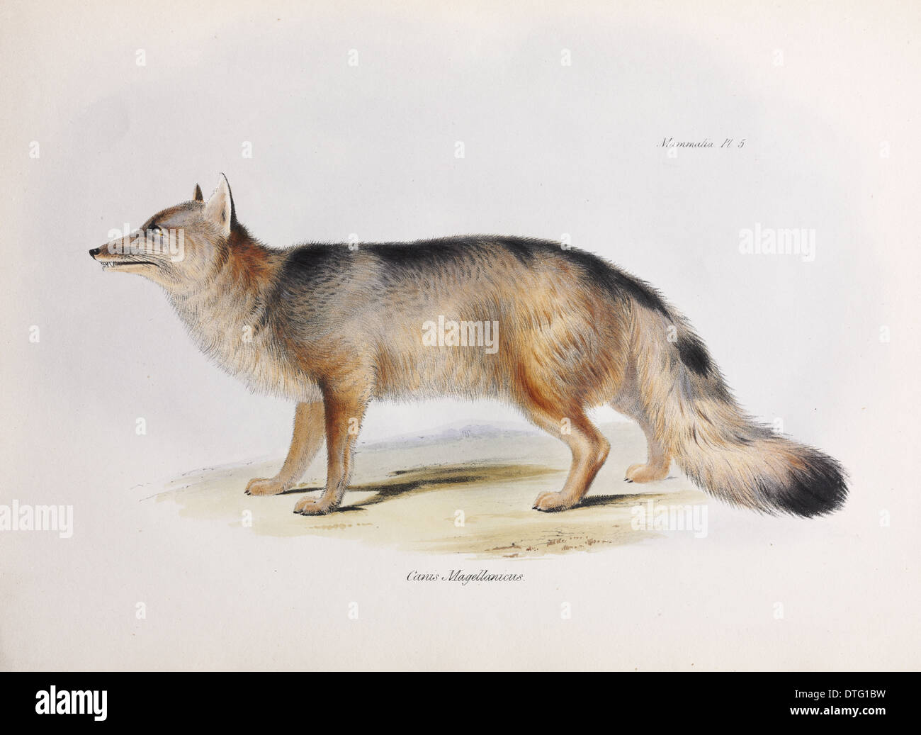 Canis magellanicus hi-res stock photography and images - Alamy