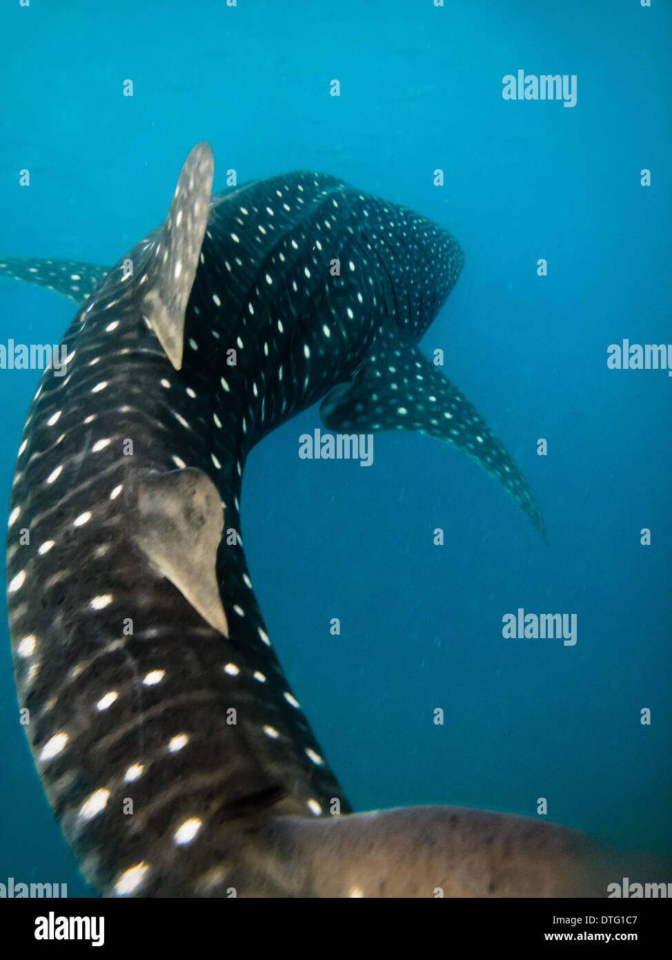Close up of body of whaleshark from above turning in clear turquoise ...