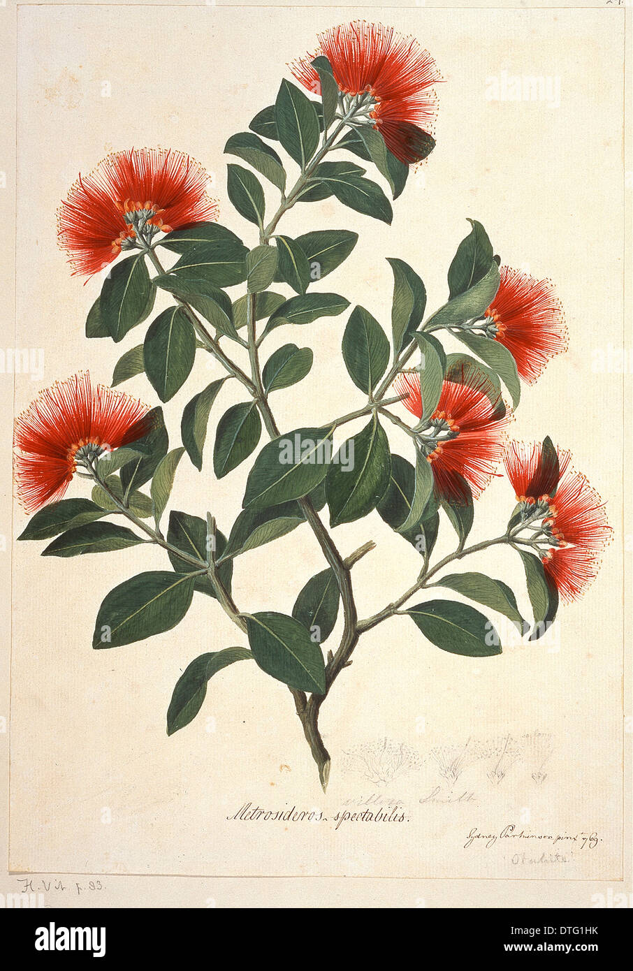 Metrosideros springfire hi-res stock photography and images - Alamy