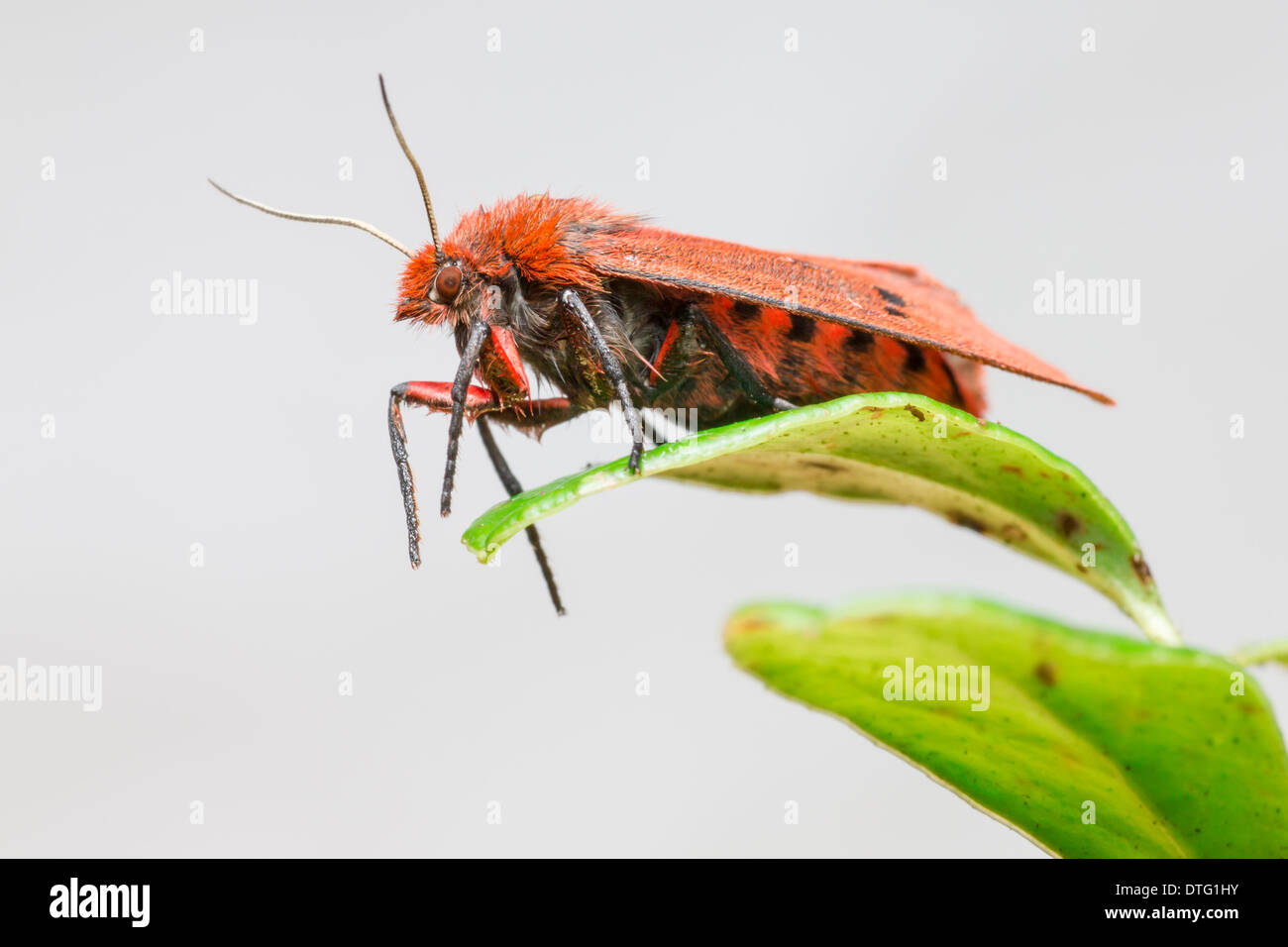 The Ruby Tiger , Phragmatobia fuliginosa Stock Photo - Alamy