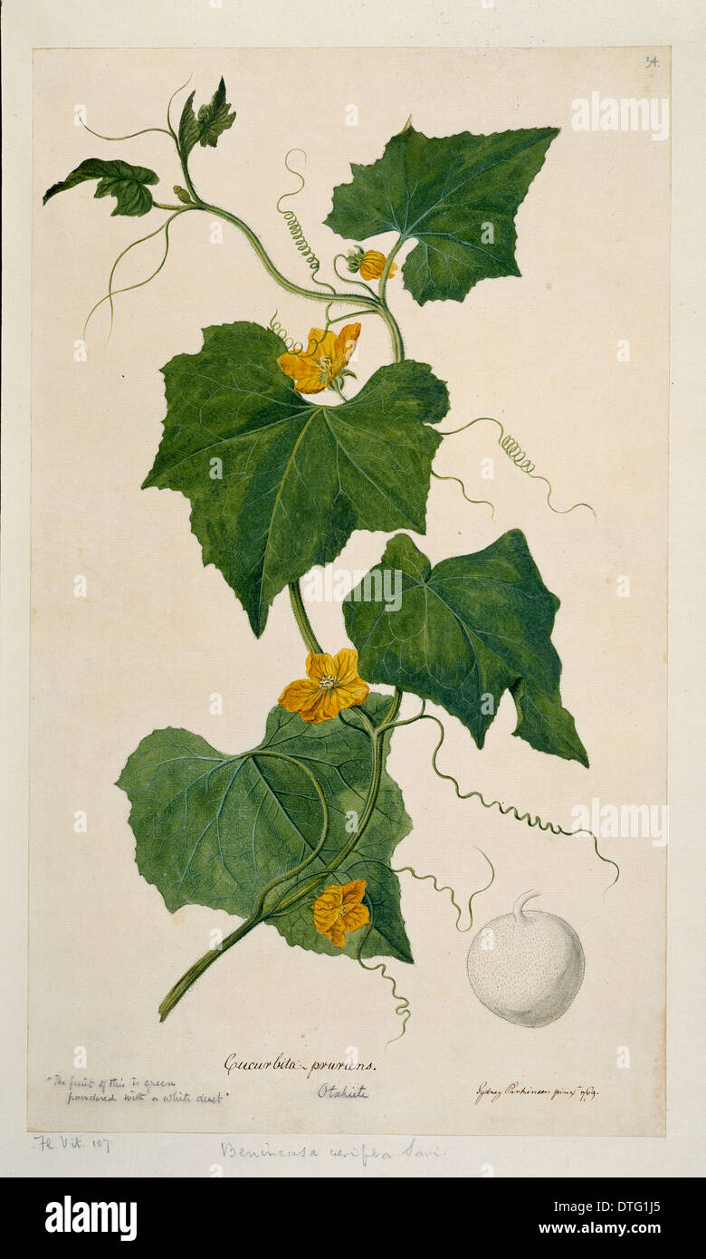 Benincasa hispida, wax gourd Stock Photo - Alamy