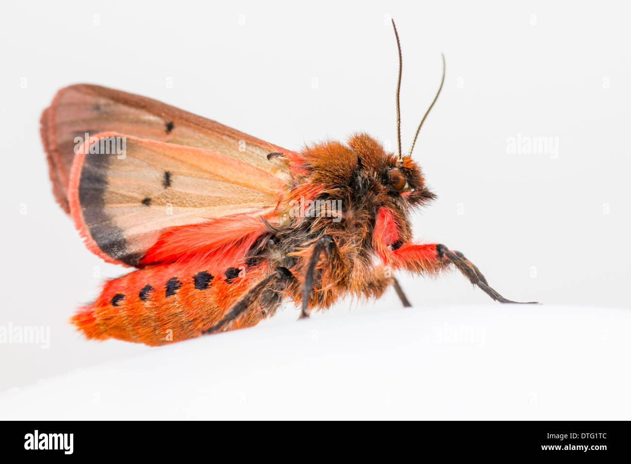 The Ruby Tiger (Phragmatobia fuliginosa Stock Photo - Alamy