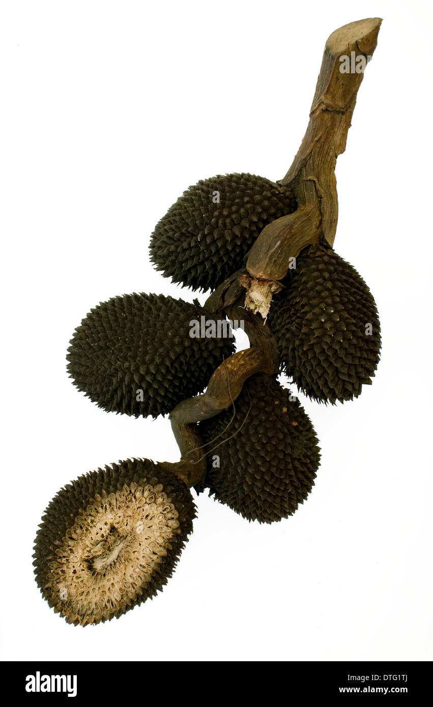 Pandanus atrocarpus hi-res stock photography and images - Alamy