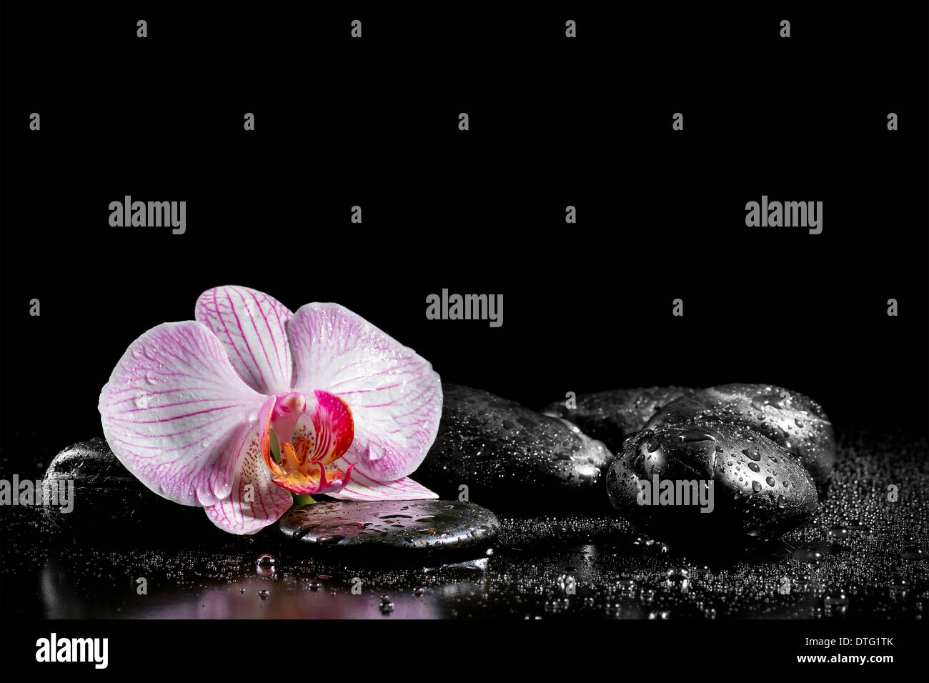 Orchid flower with zen stones on black background Stock Photo - Alamy