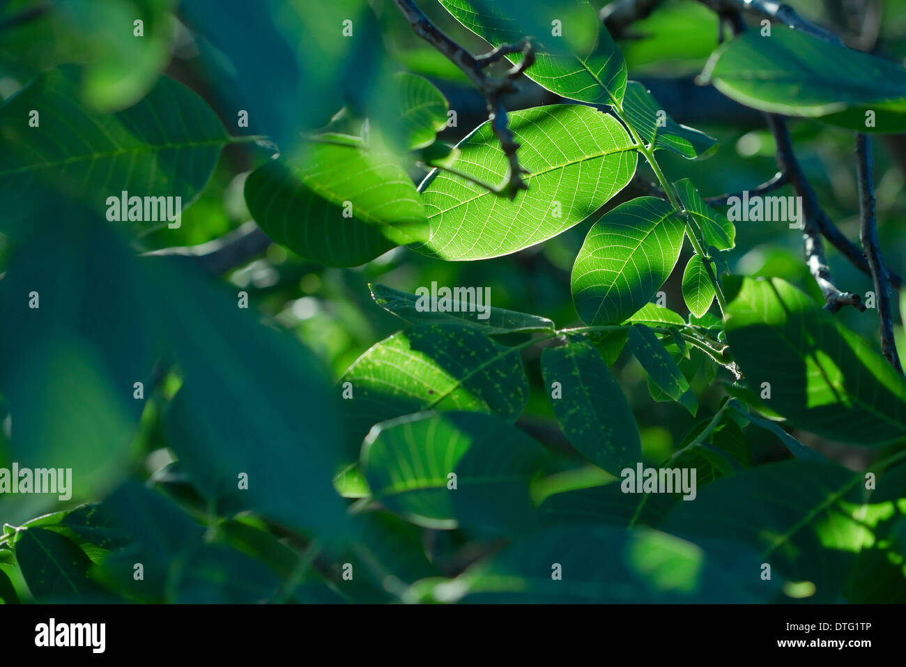 Detail leaves wood hi-res stock photography and images - Alamy