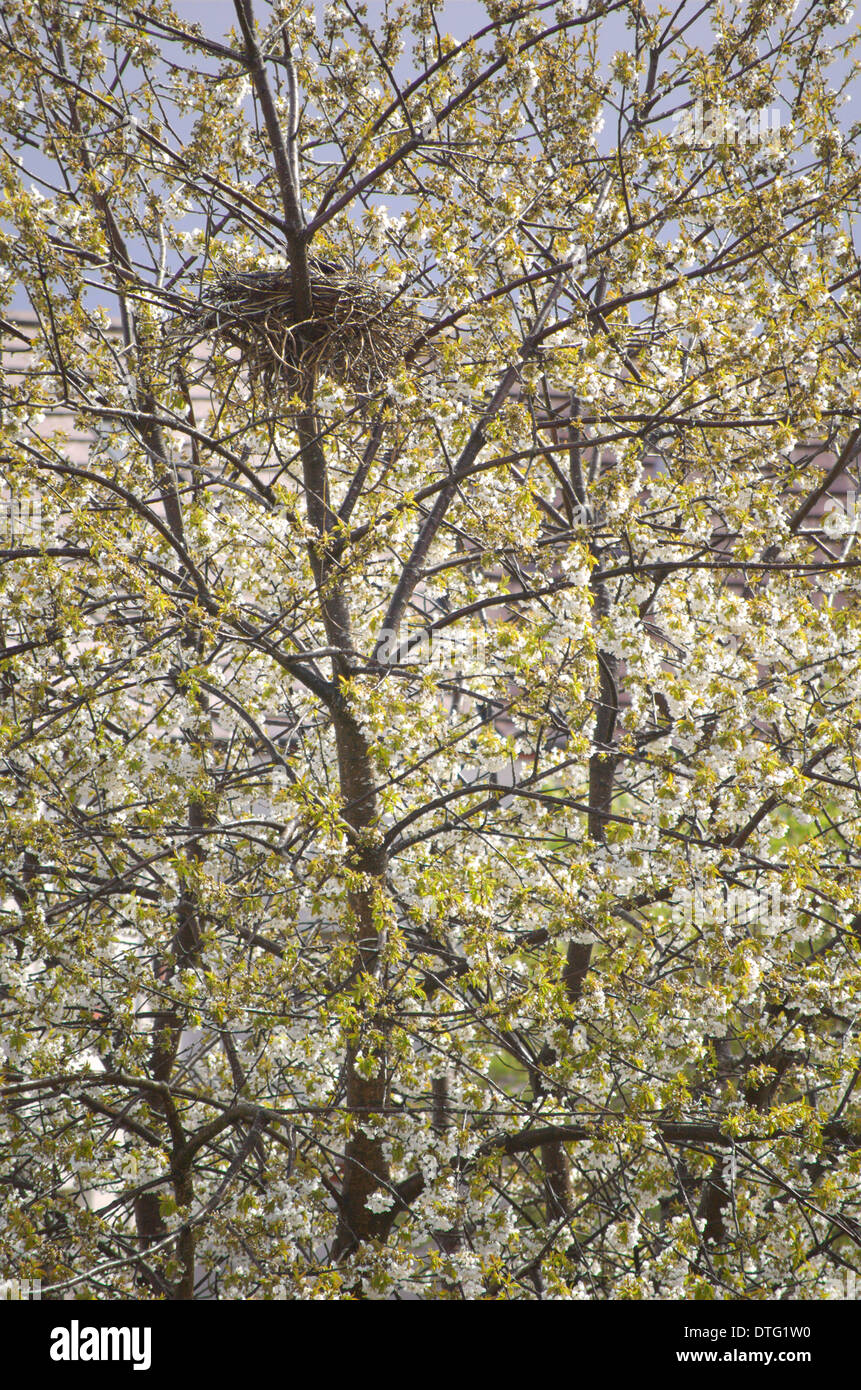 Crows nest in tree hi-res stock photography and images - Alamy