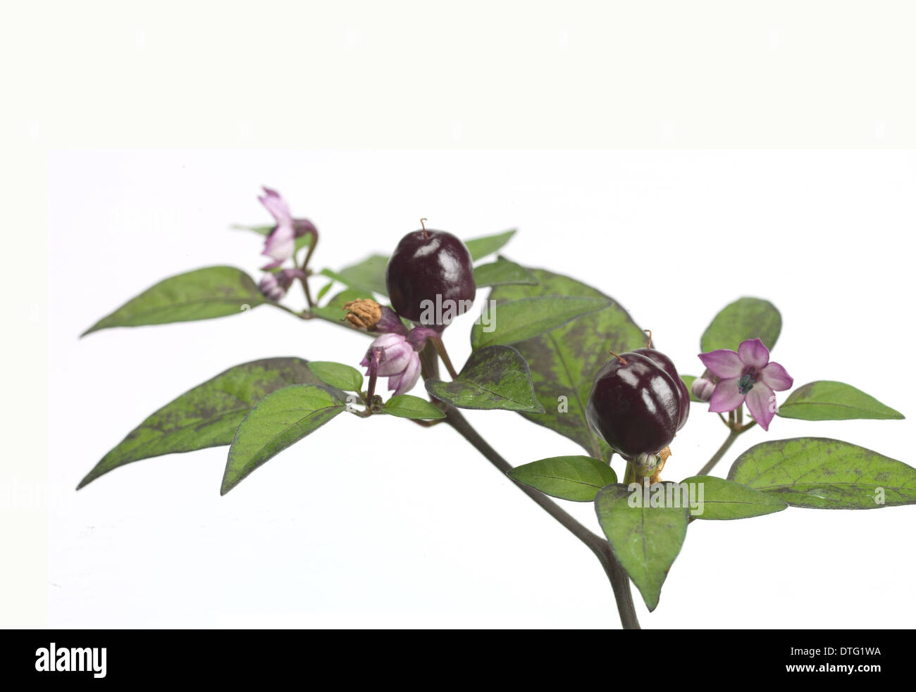 Capsicum annuum 'Filius blue' Stock Photo - Alamy