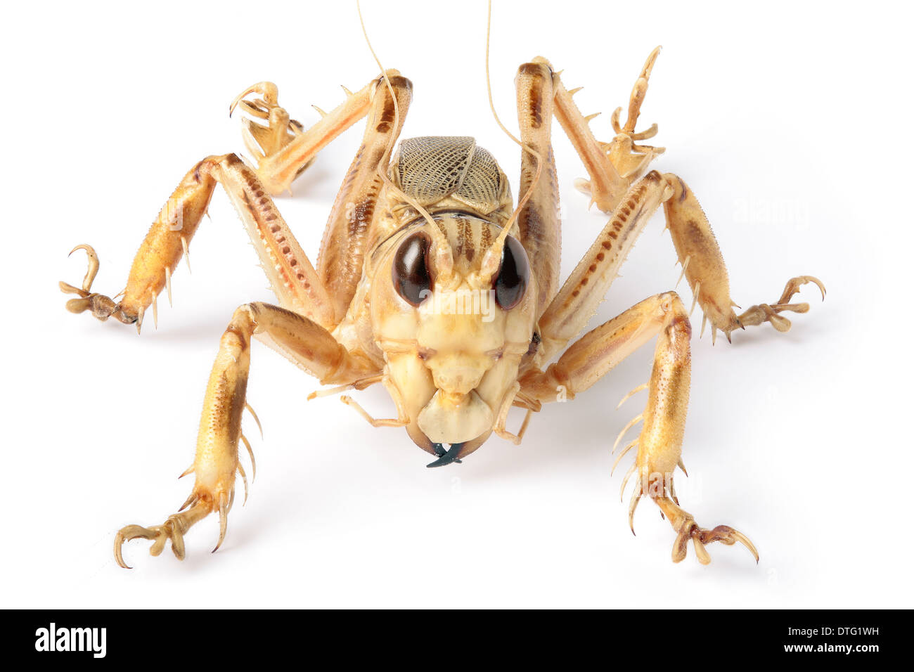 Schizodactylus monstrosus, monstrous dune cricket Stock Photo - Alamy