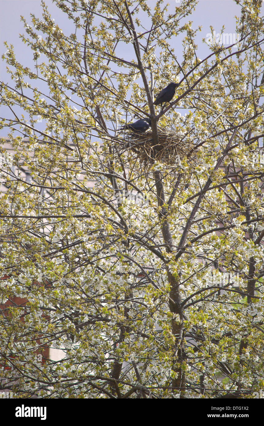 Crows nest in tree hi-res stock photography and images - Alamy