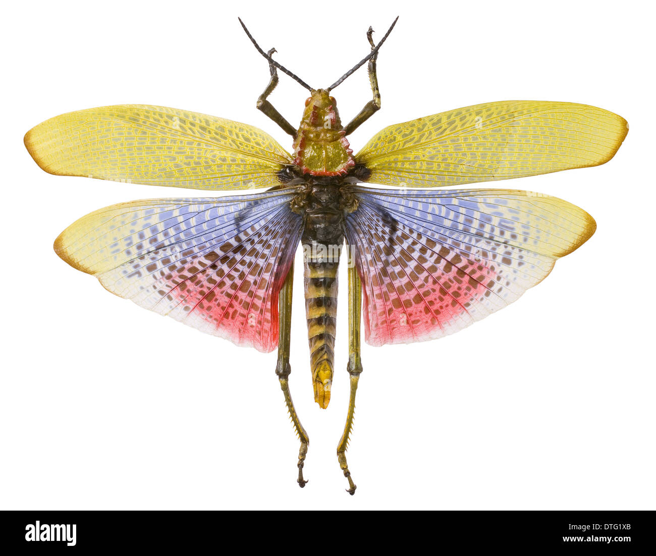 Phymateus morbillosus, common milkweed locust Stock Photo - Alamy