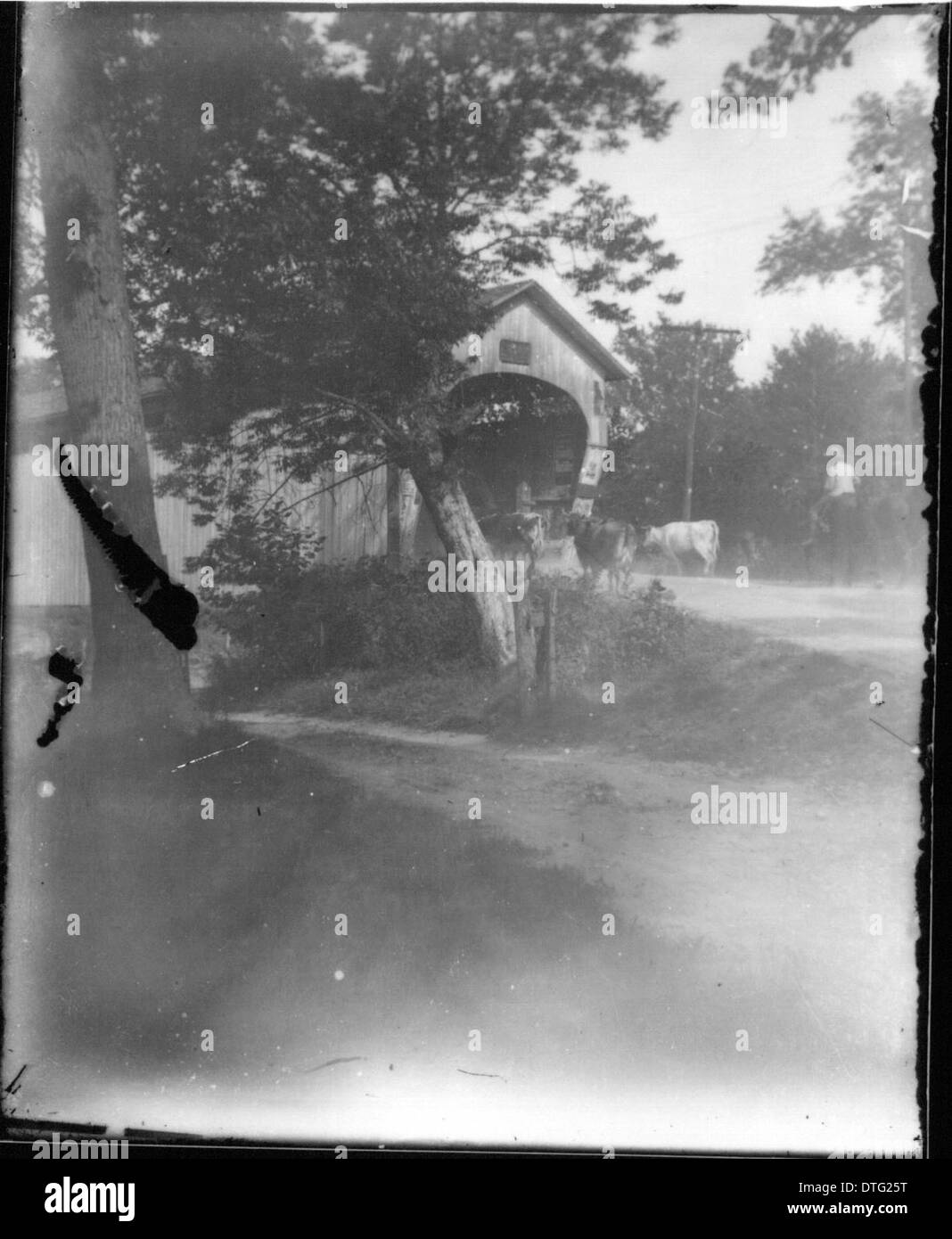 Cattle across Black and White Stock Photos & Images - Alamy