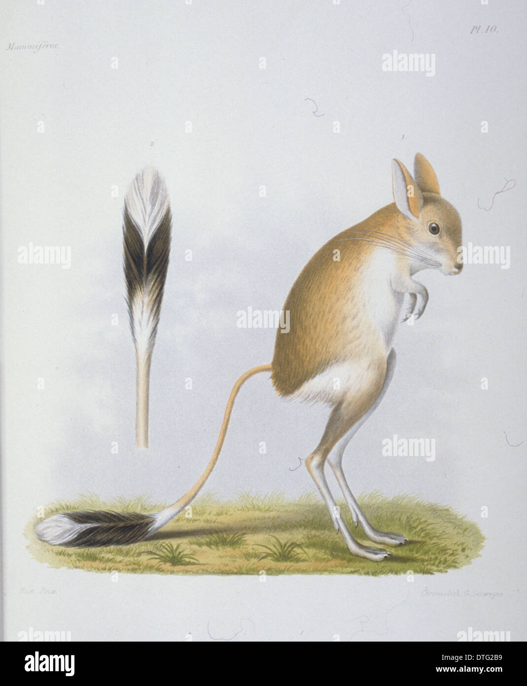 Dipus annulatus, gerbil Stock Photo - Alamy