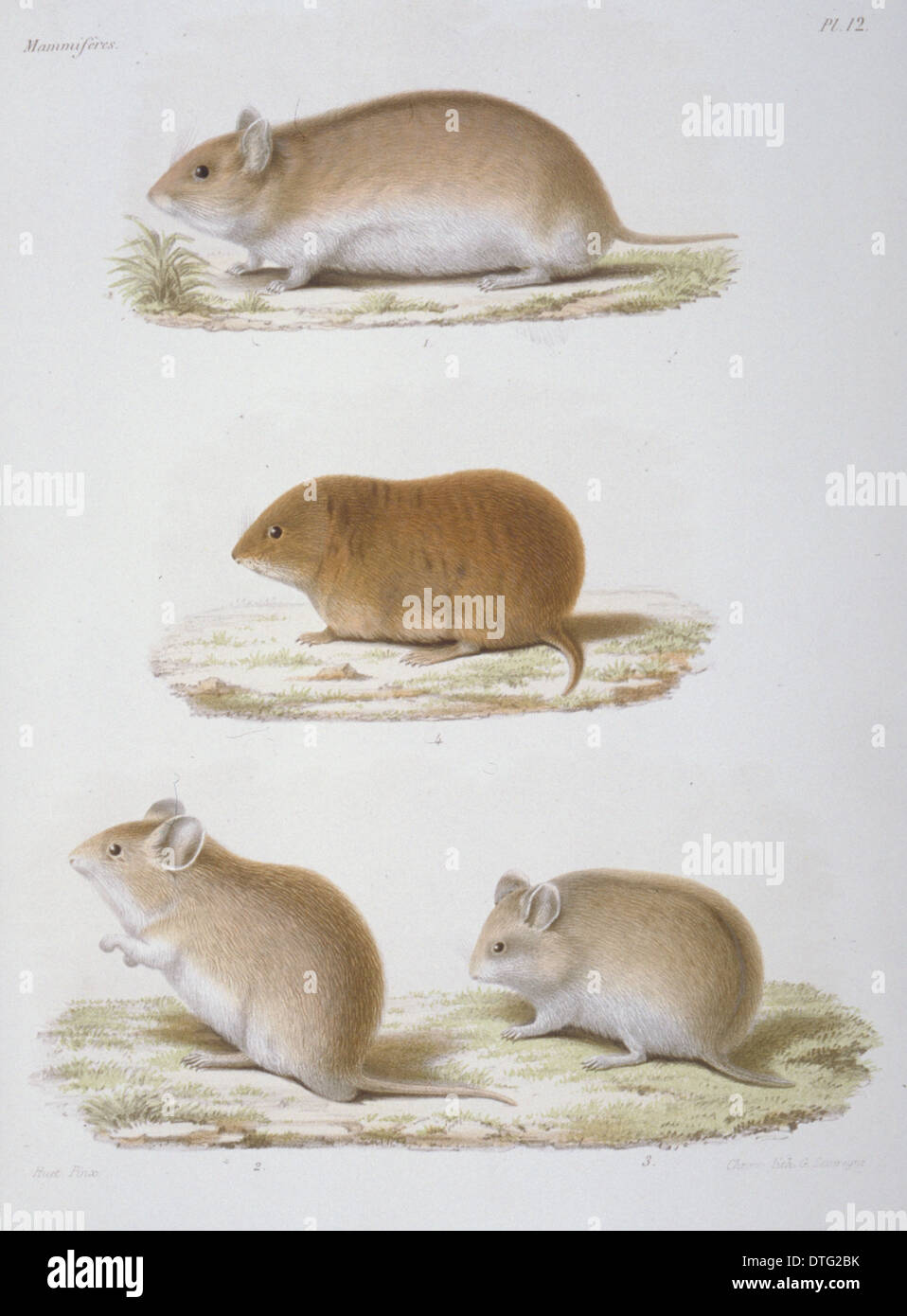 Cricetinae (subfamily), dwarf hamster Stock Photo - Alamy