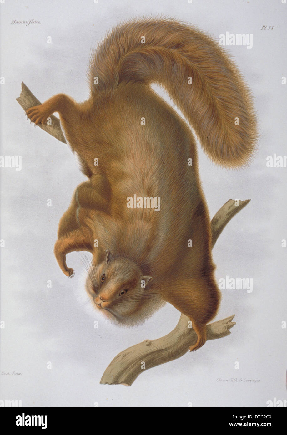 Trogopterus hi-res stock photography and images - Alamy