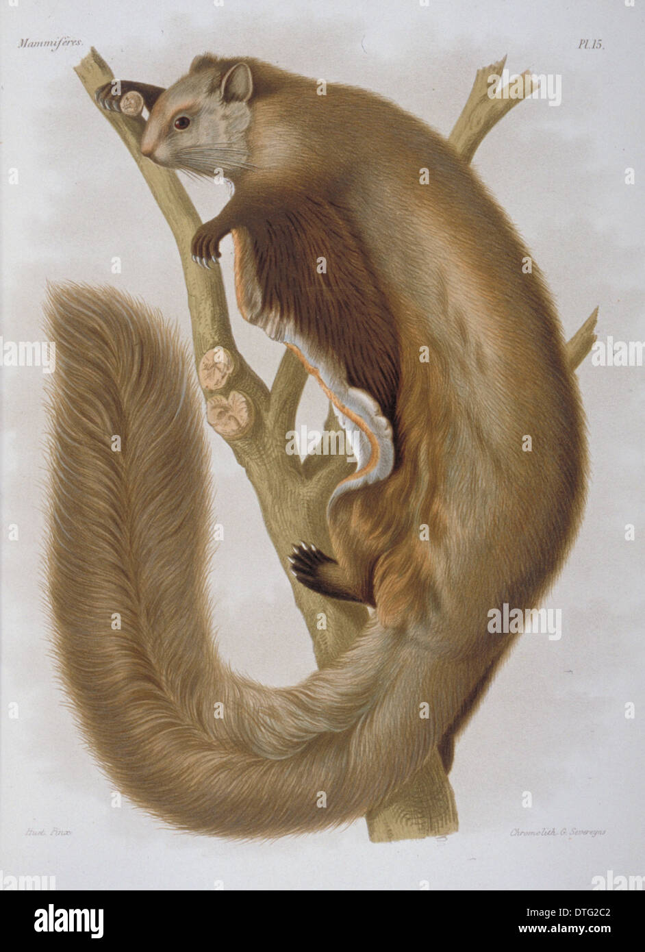 Pteromys melanopterus, Chinese flying squirrel Stock Photo - Alamy