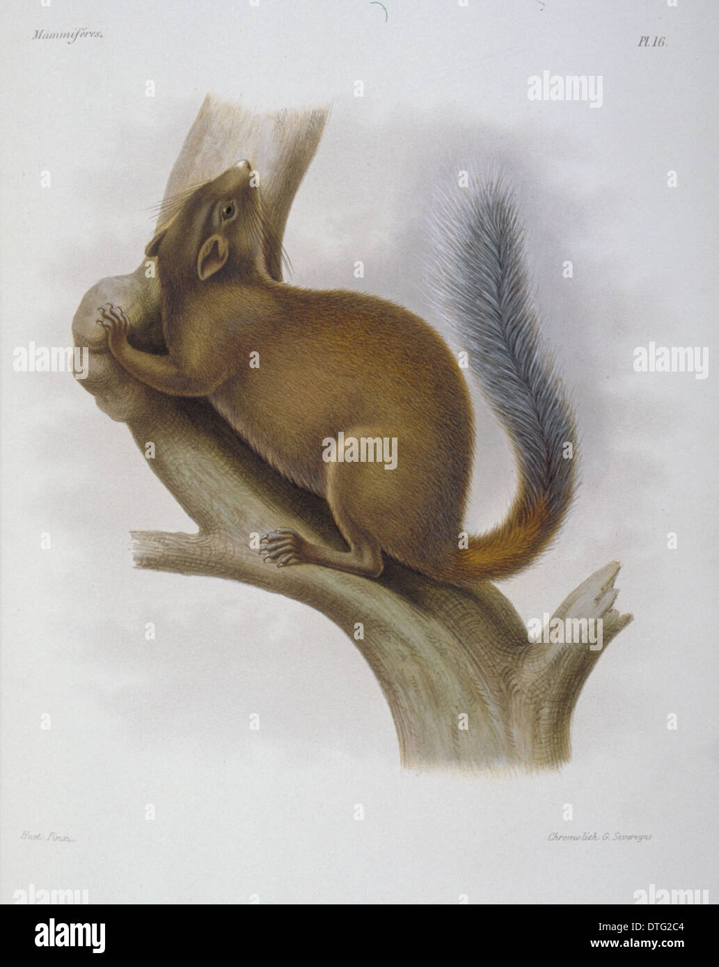 Sciurus davidianus, Chinese rock squirrel Stock Photo - Alamy