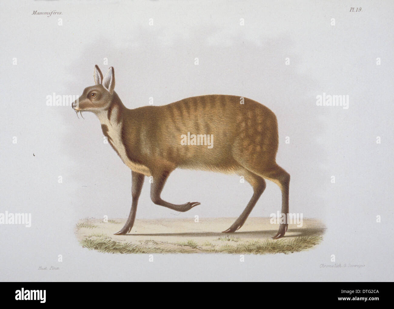 Moschidae hi-res stock photography and images - Alamy