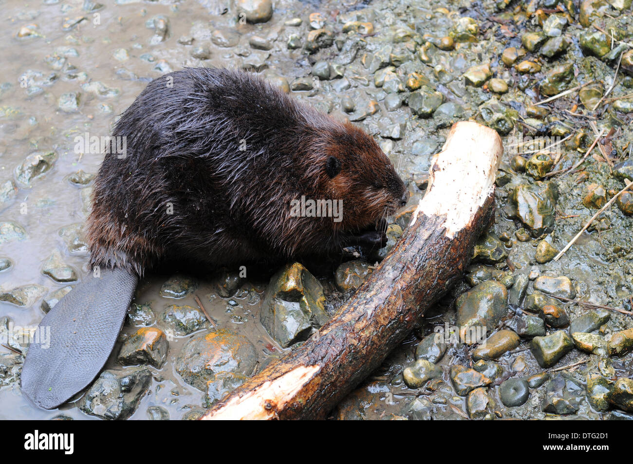 American Beaver at Drusillas Zoo Stock Photo - Alamy