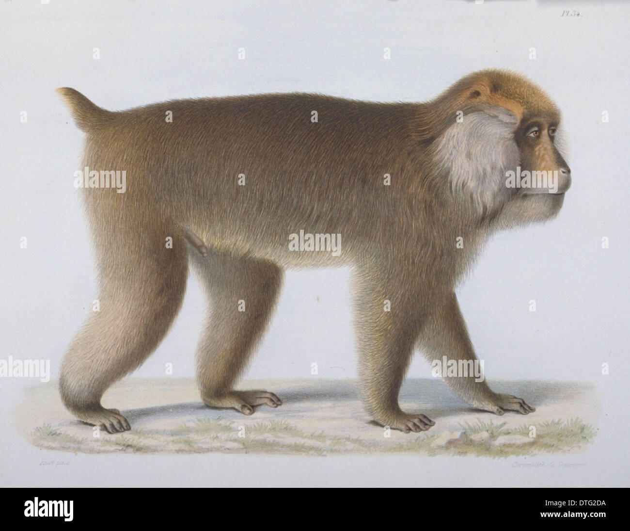 Pere davids macaque hi-res stock photography and images - Alamy