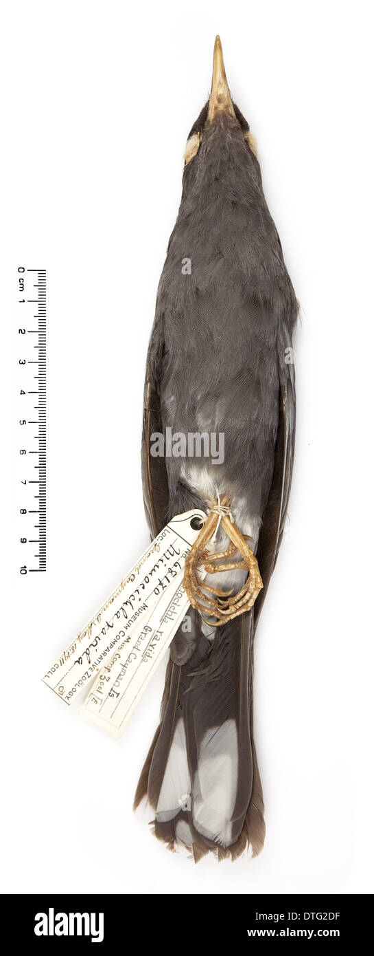 Ravidus hi-res stock photography and images - Alamy