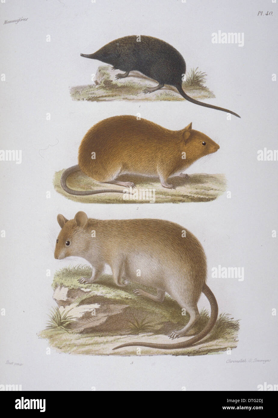 Uropsilus hi-res stock photography and images - Alamy