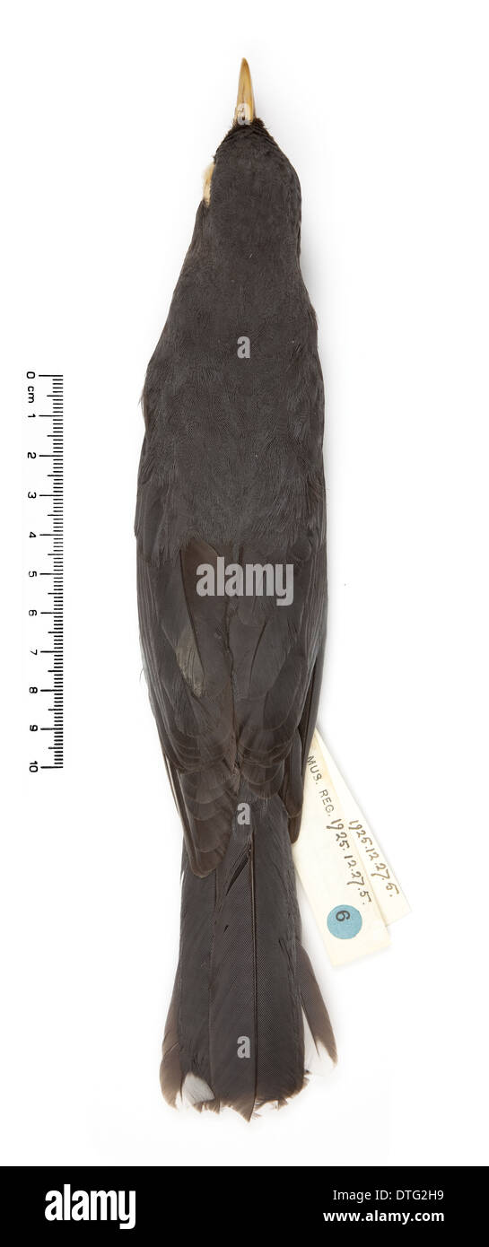 Ravidus hi-res stock photography and images - Alamy