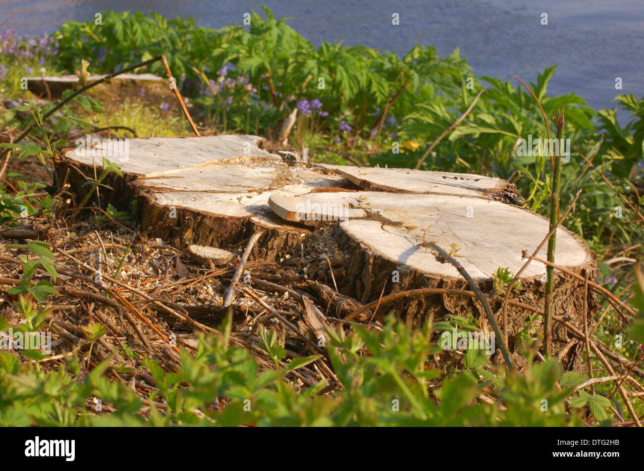 Tree stump on the bank of the River Clyde at Dalmarnock in Glasgow ...