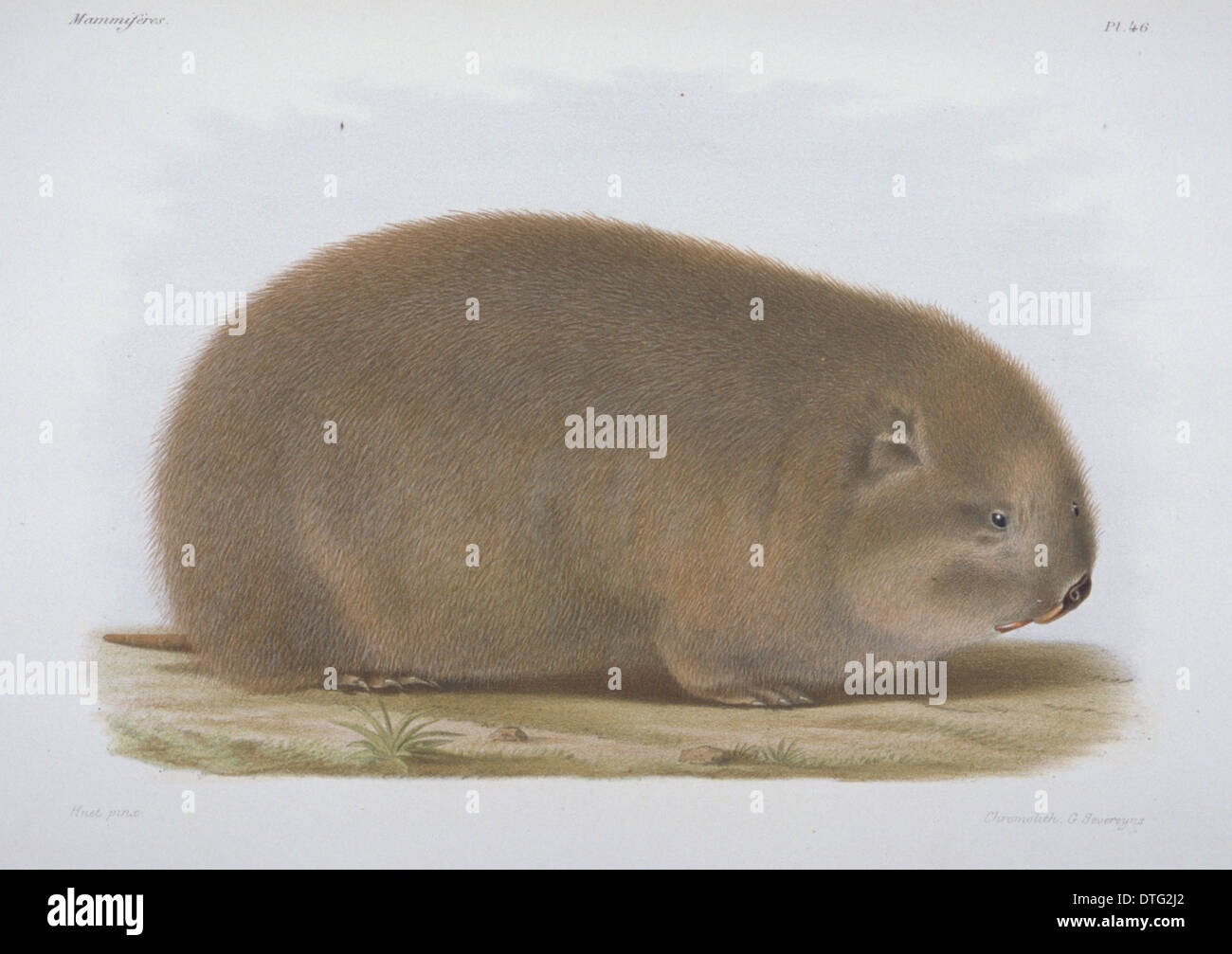 Rhizomys vestitus, bamboo rat Stock Photo - Alamy