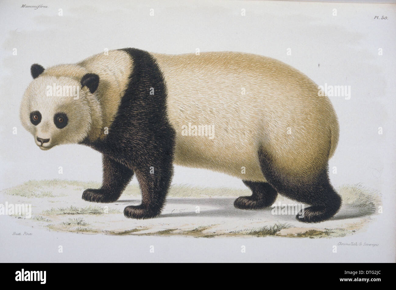 Ailuropodinae hi-res stock photography and images - Alamy